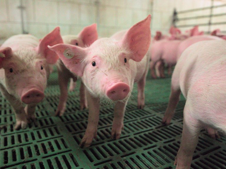 Tierhaltung | Kornmann-Zell